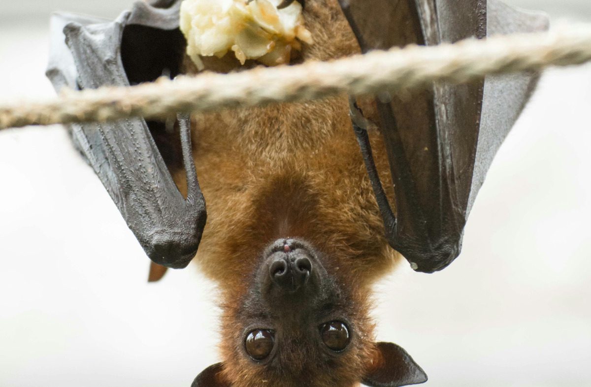 Go Batty: October is Bat Appreciation Month - Iowa Starting Line