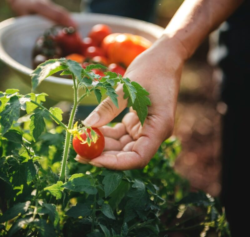 It’s container garden season, Iowans! Here’s what to know - Iowa ...